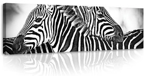 Postershop Obraz na plátně: Zebra (1) - 145x45 cm
