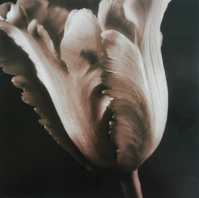 ART-STYLE Obrázek 30x30, květ tulipánu, rám bílý s patinou