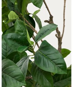 Umělý fíkus (výška 210 cm) Ficus – Kave Home