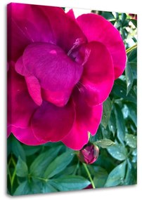 Obraz na plátně Pivoňka růžový květ - 60x90 cm