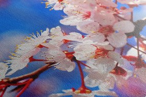 Obraz třešňový květ