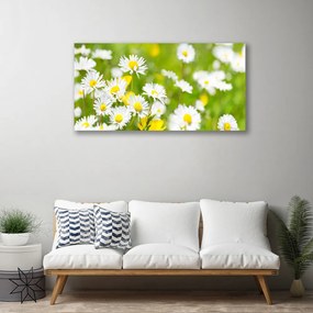 Obraz na plátně Sedmikráska Květ Rostlina 125x50 cm