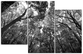 Obraz na plátně - Zelené stromy v lese 1194QD (90x60 cm)