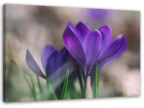 Obraz na plátně Květy krokusů Příroda - 90x60 cm