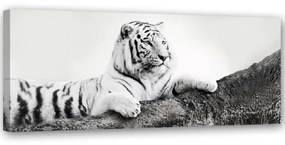 Obraz na plátně Afrika Tiger Zvíře - 90x30 cm