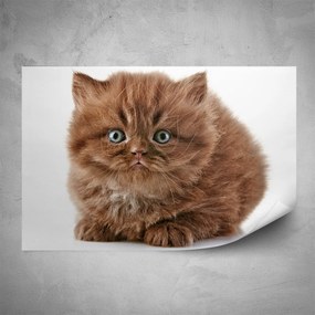 Plakát - Hnědé kotě (60x40 cm) - PopyDesign