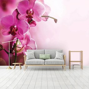 Fototapeta - Orchidej (152,5x104 cm)