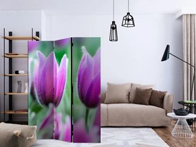 Paraván Purple spring tulips Dekorhome 135x172 cm (3-dílný)