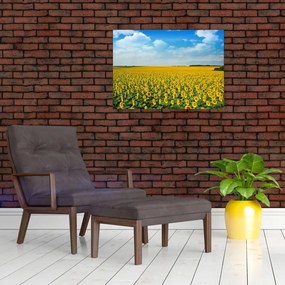 Skleněný obraz - lán slunečnic (70x50 cm)