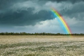 DIMEX | Samolepicí vliesová fototapeta na zeď Duha nad heřmánkovým polem MA-5-1717 | 375 x 250 cm | zelená, modrá, bílá, šedá