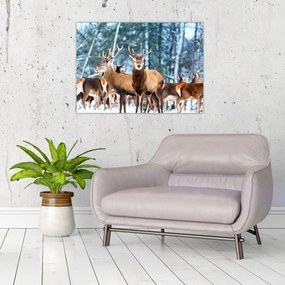 Obraz - Stádo jelenů (70x50 cm)
