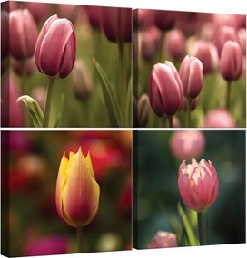 Obraz Na Plátně Canvas 50x50 Květiny Tulipány Louka