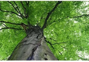 DIMEX | Samolepicí vliesová fototapeta na zeď Koruna stromu MA-5-0101 | 375 x 250 cm | zelená, šedá