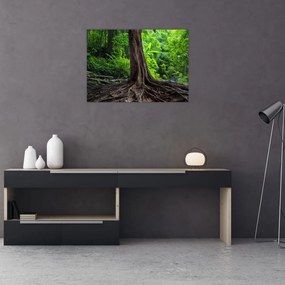 Skleněný obraz - Starý strom s kořeny (70x50 cm)