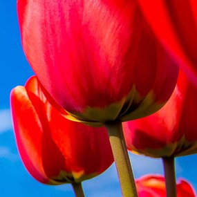 Malvis ® Tapeta Červené tulipány Vel. (šířka x výška): 504 x 310 cm