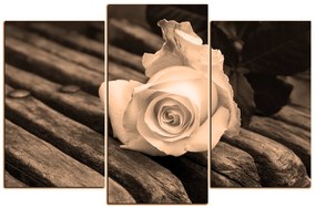 Obraz na plátně - Bílá růže na lavici 1224FC (90x60 cm)