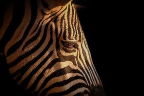 Obraz portrét zebry Varianta: 60x40
