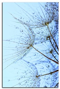 Obraz na plátně - Pampelišková semínka s kapkami vody - obdélník 7202A (90x60 cm  )