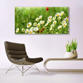 akrylový obraz Sedmikráska Rostlina Příroda 120x60 cm