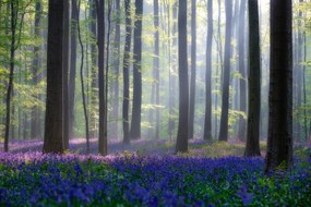 Umělecká fotografie Bluebells, Adrian Popan, (40 x 26.7 cm)