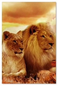 Obraz na plátně, Lvi Afrika Zvířata - 60x90 cm
