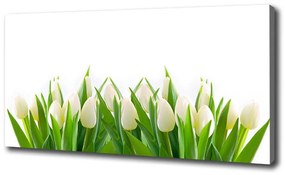 Wallmuralia Foto obraz na plátně Bílé tulipány 100x50