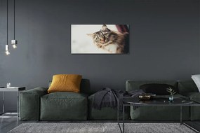 Obrazy na plátně Mainská mývalí kočka 100x50 cm