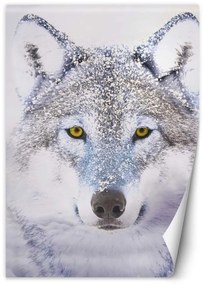 Fototapeta, Portrét vlka v zimě - 150x210 cm
