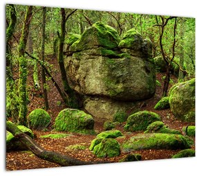 Obraz kouzelného lesa (70x50 cm)