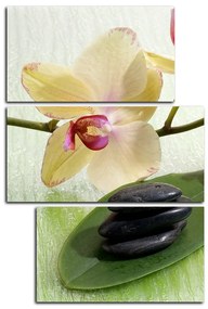 Obraz na plátně - Květy orchideje - obdélník 762C (120x80 cm)