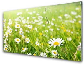 Obraz na skle Louka Sedmikrásky Příroda 120x60 cm