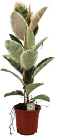 Ficus elastica Tineke, průměr 21 cm Gumovník