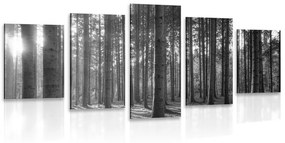 5-dílný obraz ráno v lese v černobílém provedení - 200x100 cm