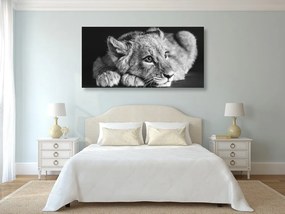 Obraz mládě lva v černobílém provedení - 120x60 cm