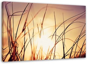 Obraz na plátně Tráva Západ slunce Příroda Rostliny - 120x80 cm