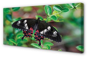 Obrazy na plátně List barevný motýl 100x50 cm