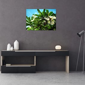 Skleněný obraz - Plumerie (70x50 cm)