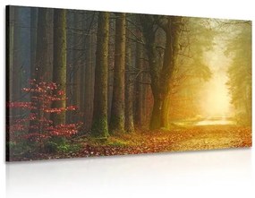 Obraz cesta v lese - 60x40 cm