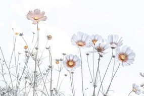 DIMEX | Samolepicí vliesová fototapeta na zeď Jemné květy MA-5-1392 | 375 x 250 cm | bílá, krémová