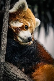 Fotografie Close-up of bear in forest,Singapore Zoo,Singapore, Dave Junia Lum / 500px, (26.7 x 40 cm)