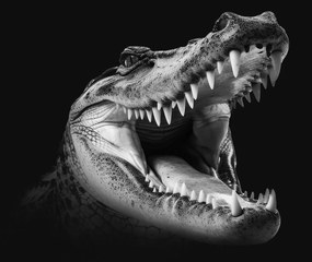 Vinylová podlaha zámková SPC Republic Floor Crocodile BUMP C006