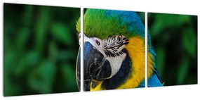 Obraz papouška