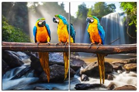 Obraz na plátně - Modro žluté Macaw 1232E (120x80 cm)