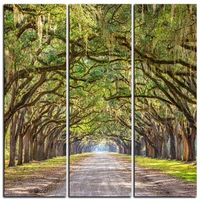 Obraz na plátně - Historické dubové stromy lemované polní cestou - čtverec 3239B (105x105 cm)