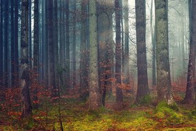 Samolepící fototapeta tajemství lesa - 225x150 cm