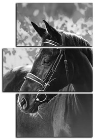 Obraz na plátně - Černý kůň - obdélník 7220QD (105x70 cm)