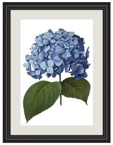 Obrázek modrá hortenzie A4 (210 x 297 mm): A4