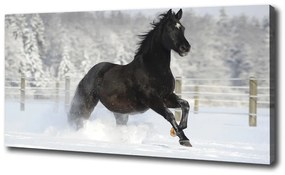 Wallmuralia Foto obraz canvas Kůň ve cvalu sníh 100x50