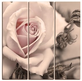Obraz na plátně - Růže a uschlé rostliny - čtverec 3225FB (105x105 cm)