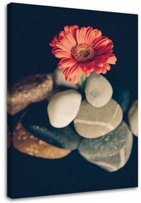 Gario Obraz na plátně Kameny a červená květina Rozměry: 40 x 60 cm